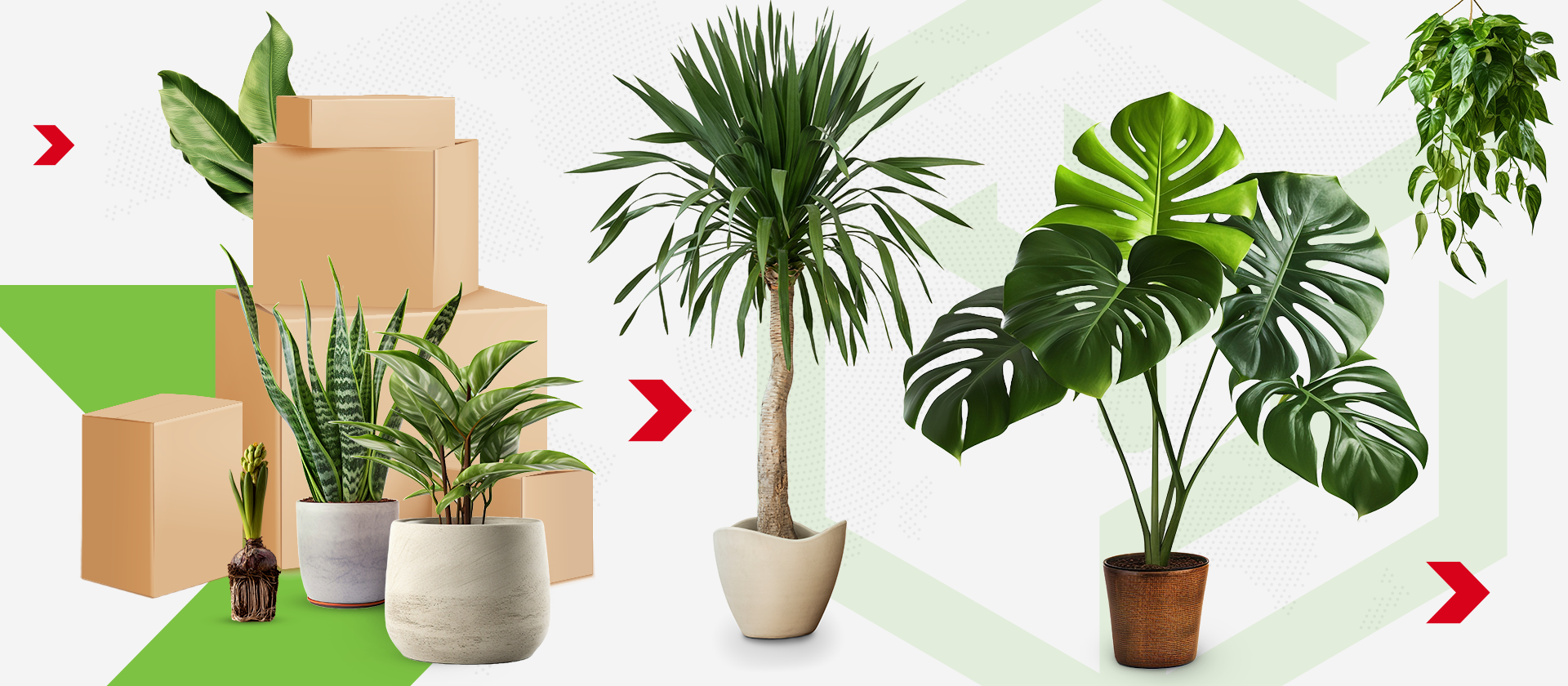 How Are Plants Shipped Internationally